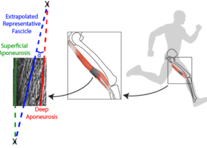 Projects - Physiology of Wearable Robotics Lab