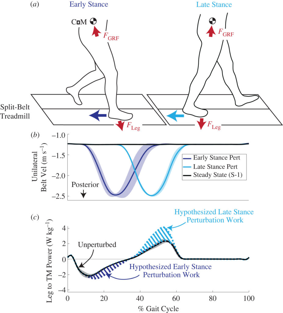 Neuromechanics and energetics of walking with an ankle exoskeleton ...